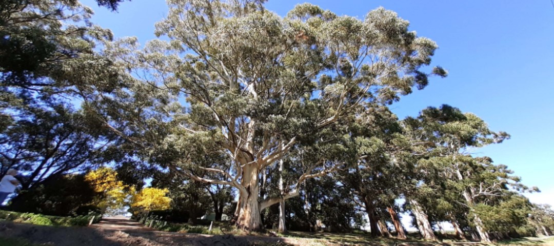 Significant Trees Heritage Overlay - Amendment C270 | Creating Cardinia