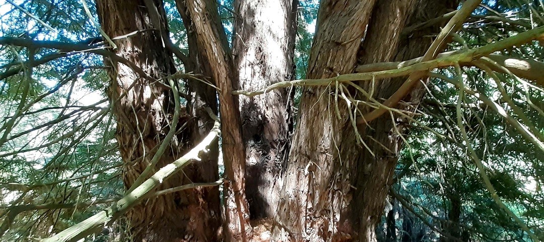 Significant trees | Creating Cardinia